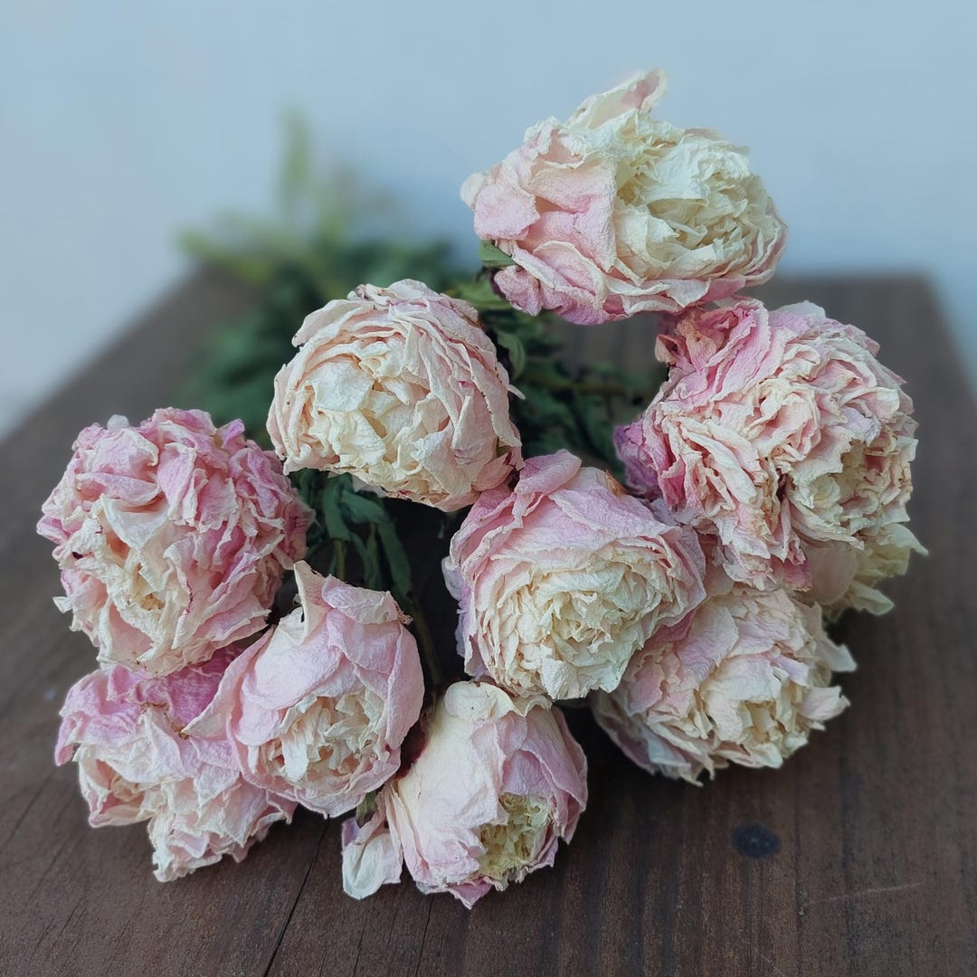 Dried Peonies (blush) - Dried Peony Bunch, Light Pink Cream Naturally ...