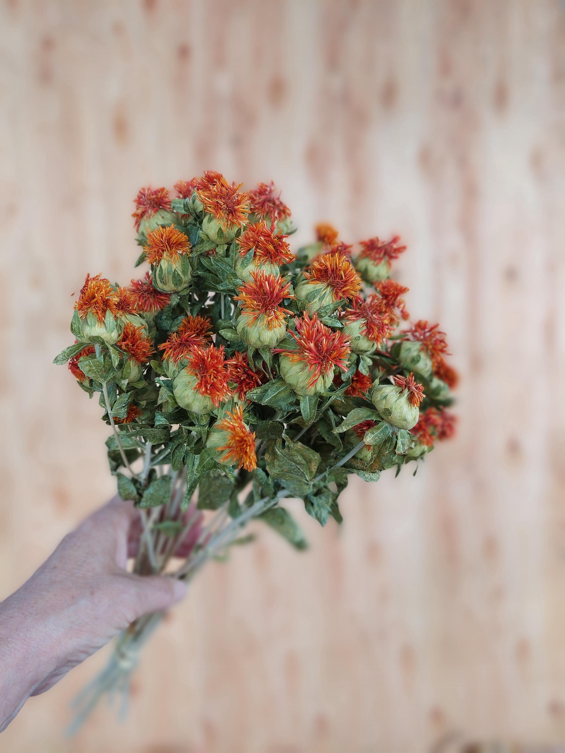 Vibrant Orange Dried Safflower Bunch: Boho Chic Fall Wedding Bouquets ...