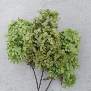 Limelight Hydrangea Basil Green, Preserved Hydrangea 3 Stem Bunch ...