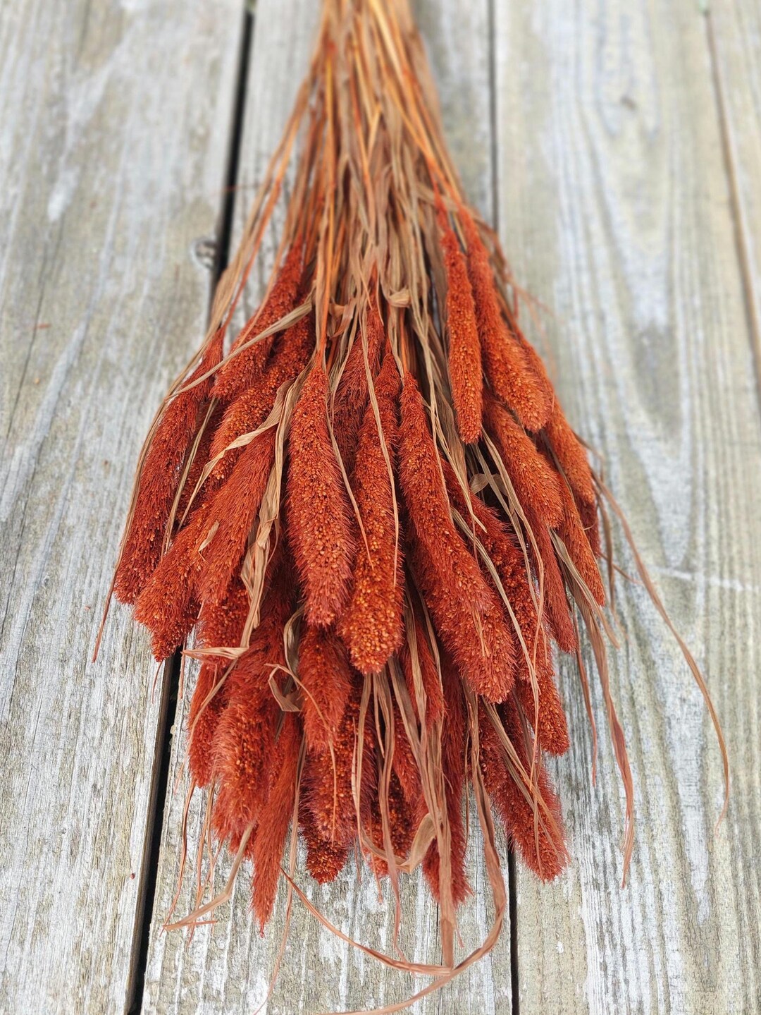 Burnt Sienna Dried Setaria Grass – Fall Decor, Vase Filler - Etsy