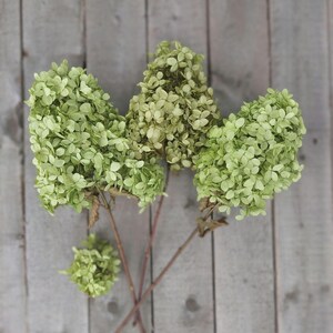 Limelight Hydrangea Basil Green, Preserved Hydrangea 3 Stem Bunch ...
