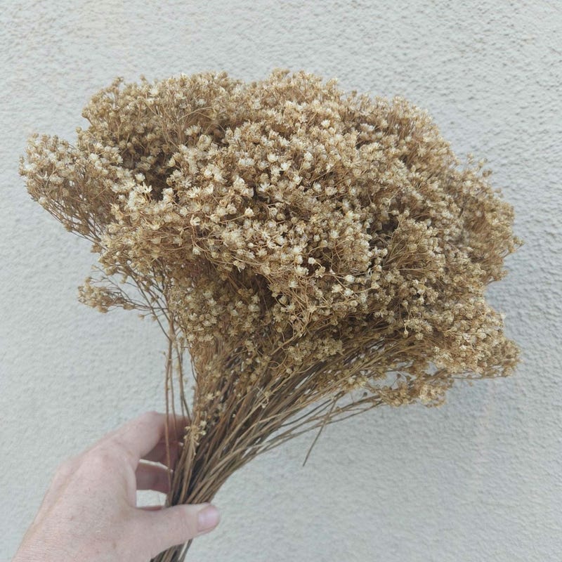 Bloom Broom Flowers - Etsy