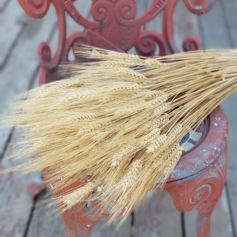 Dried Wheat - Etsy