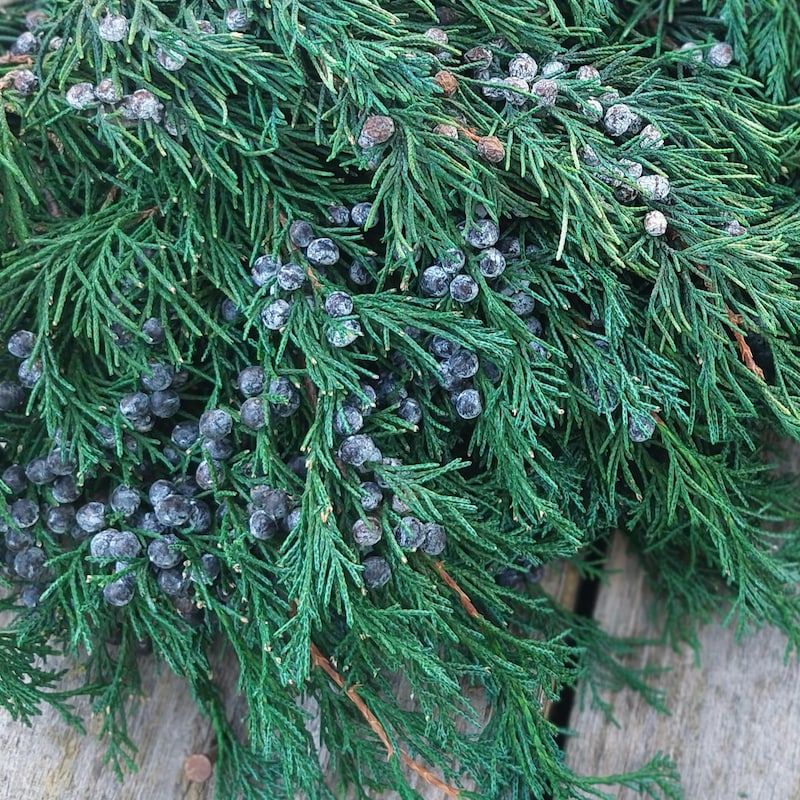 Juniper Branch Wreath - Etsy