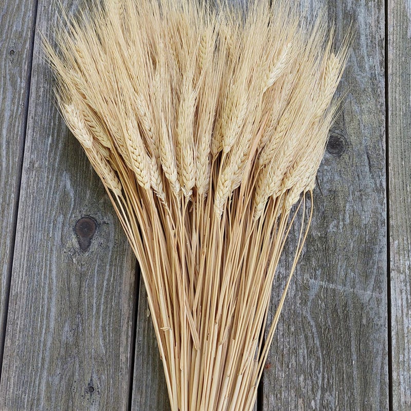 Dried Wheat Bundle Decor - Etsy