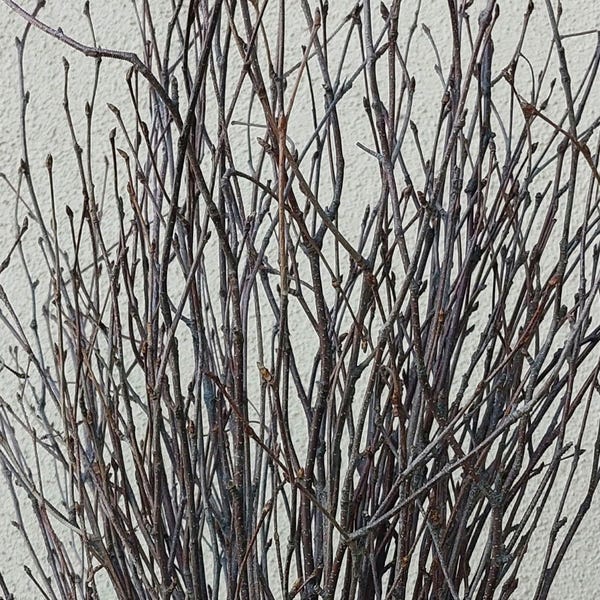 Extra Long Birch Twigs - Etsy