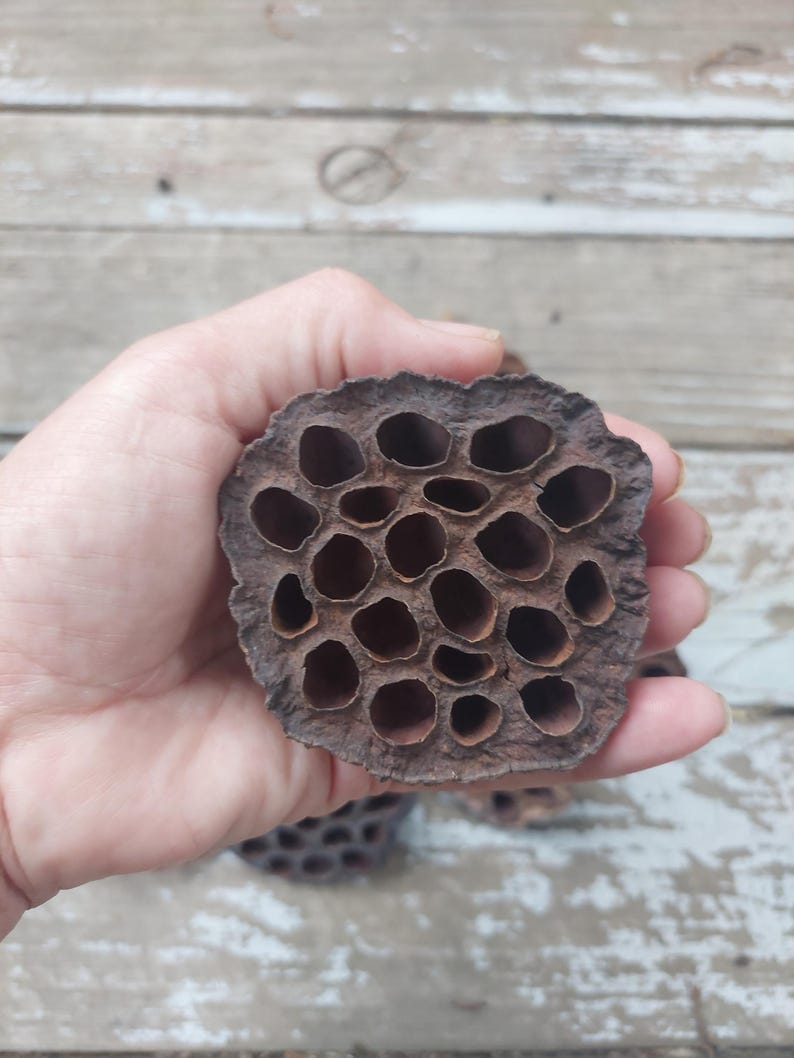 Natural Lotus Pods Dried -set of 15 Heads - Medium 2.5"-3.5" - Etsy