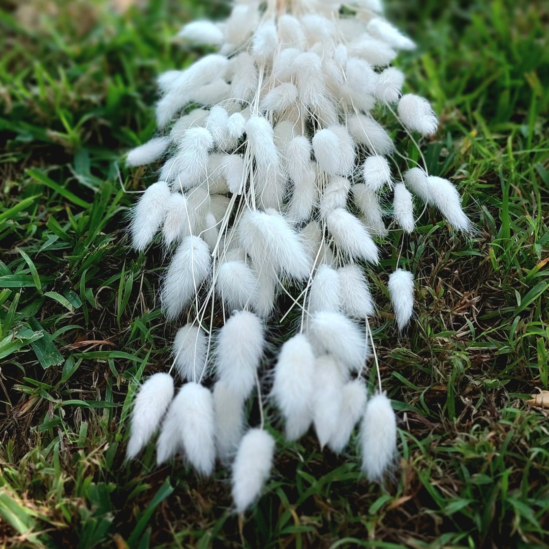 White Bunny Tail Grass Bundle 50-60 Stems Dried Lagurus Ovatus Boho ...