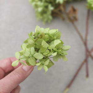 Limelight Hydrangea Basil Green, Preserved Hydrangea 3 Stem Bunch ...