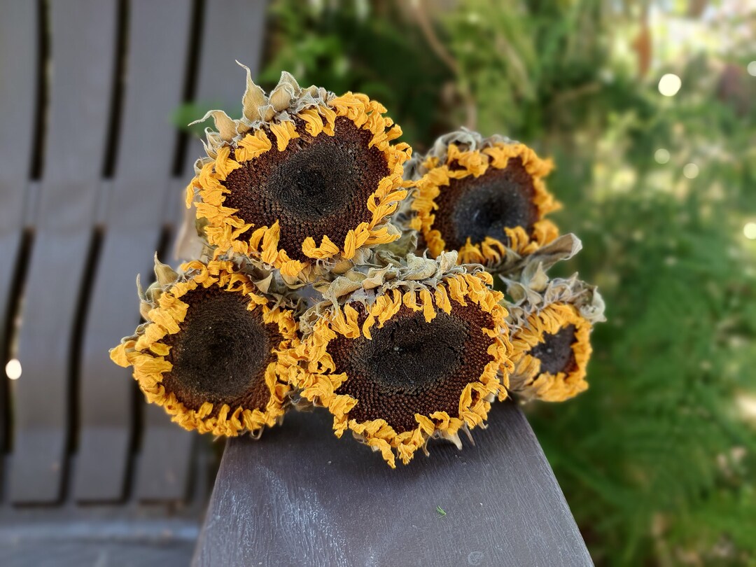 Dried Sunflowers, Dried Sunflower Bouquet, Golden Sunflower, Sunflower ...