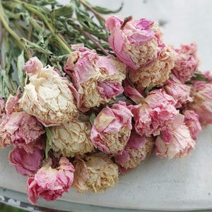 Dried Peonies Soft Mixed Pink Peony Bunch, Soft Pink Peonies Wedding ...