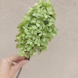 Limelight Hydrangea Basil Green, Preserved Hydrangea 3 Stem Bunch ...