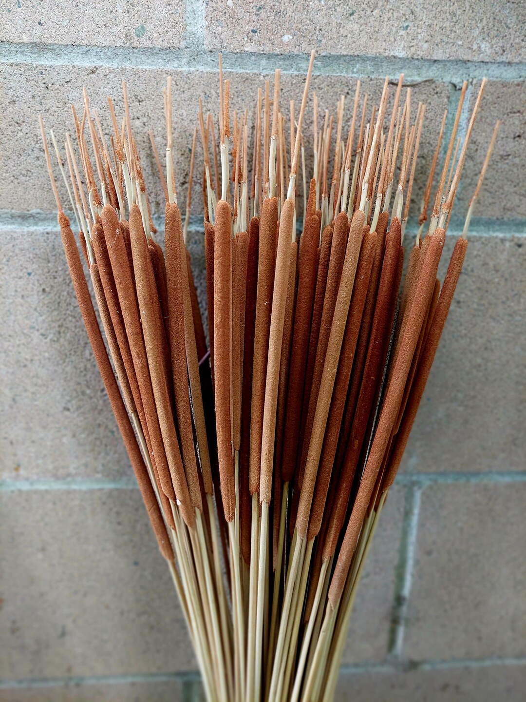 Dried Bunch of 100 Pencil Cattails, Mini Cattails, Fall Decor, Autmun ...