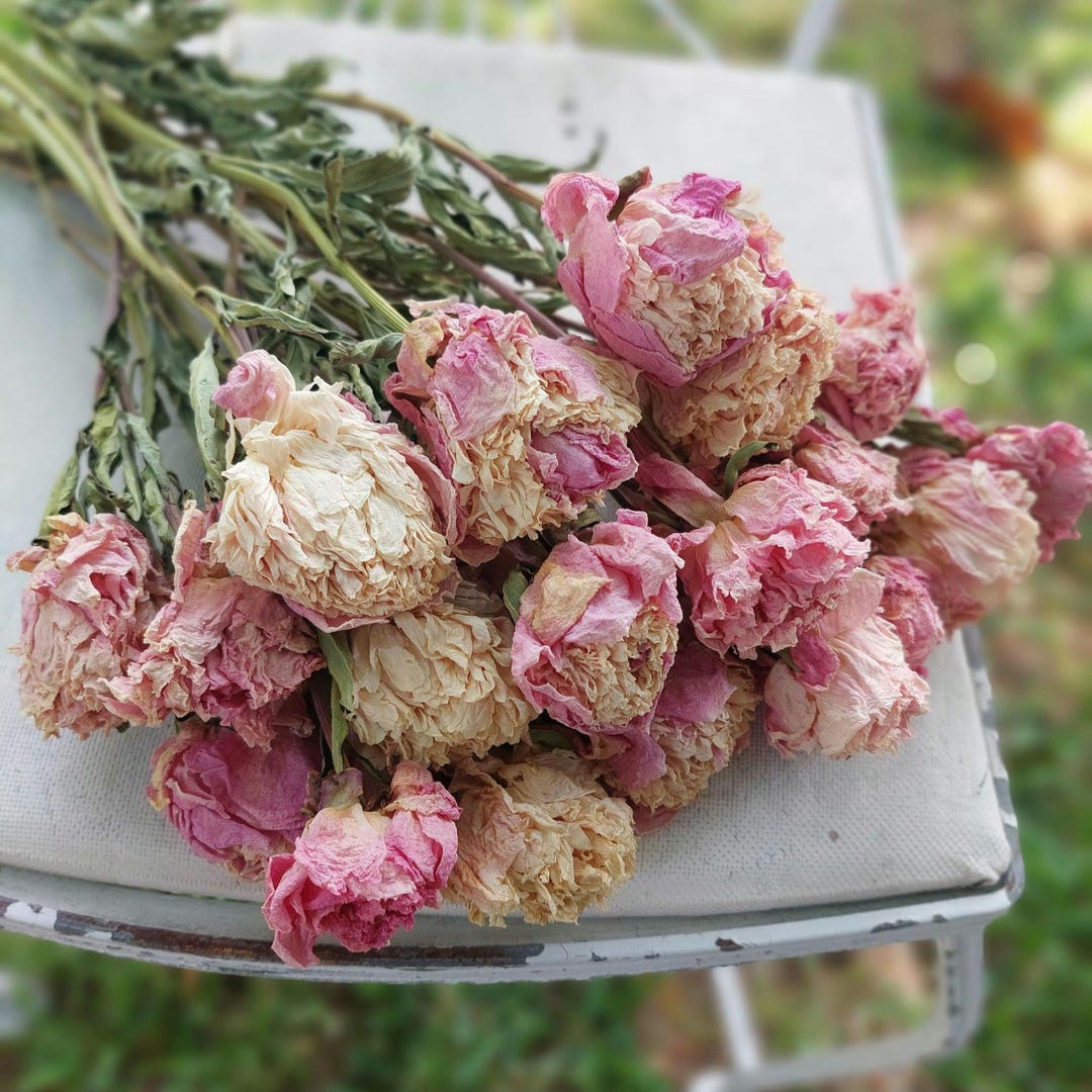 Dried Peonies Soft Mixed Pink Peony Bunch, Soft Pink Peonies Wedding ...