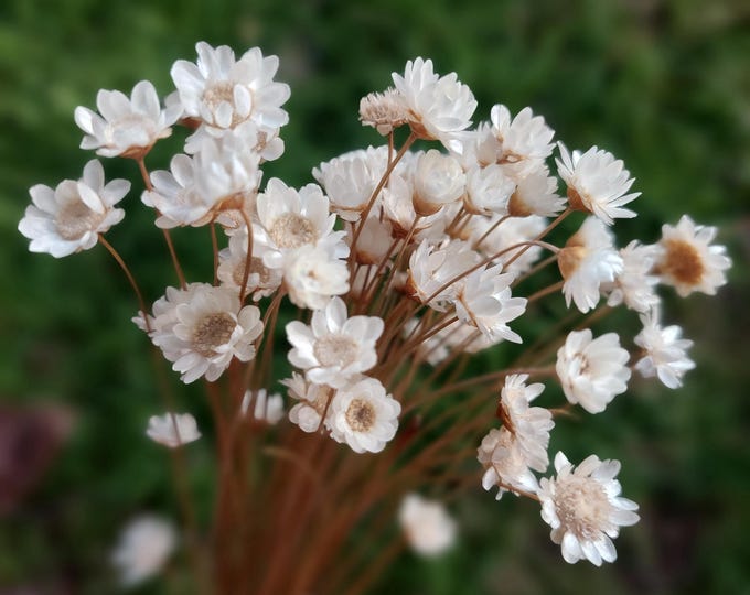 Limelight Hydrangea Basil Green, Preserved Hydrangea 3 Stem Bunch ...