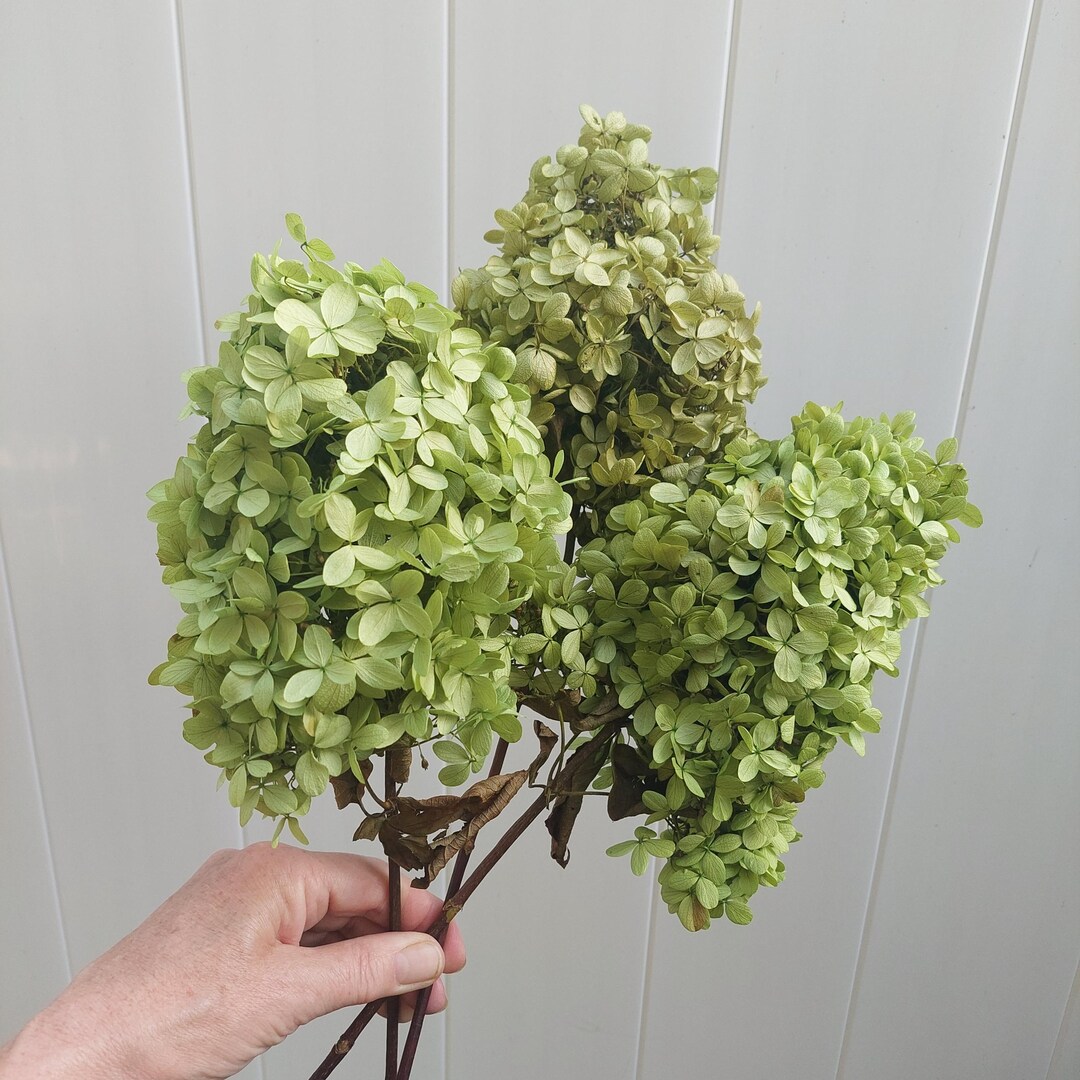 Limelight Hydrangea Basil Green, Preserved Hydrangea 3 Stem Bunch ...