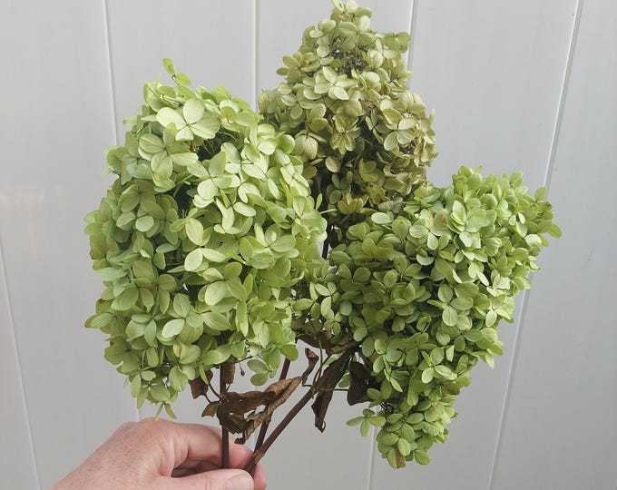 Limelight Hydrangea Basil Green, Preserved Hydrangea 3 Stem Bunch ...