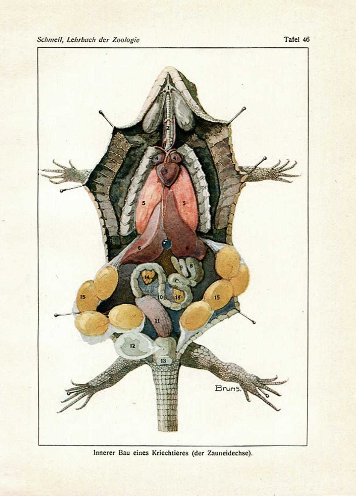 Lizard Dissection Original Print Chromolithograph German | Etsy
