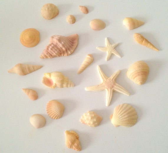 20 edible sugar seashells. Handmade to order colours can be | Etsy
