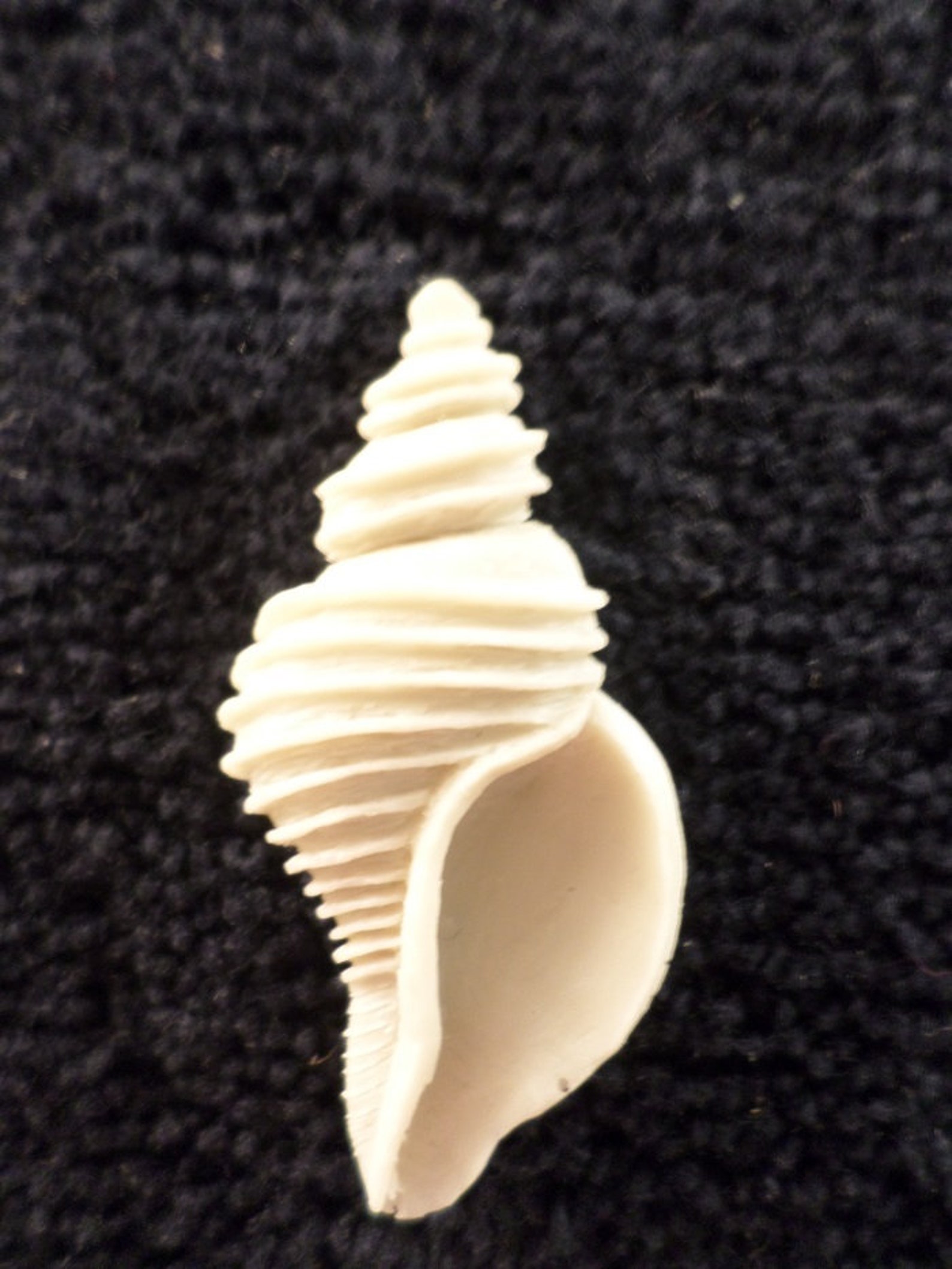 New Gastropod shell pendant | Etsy