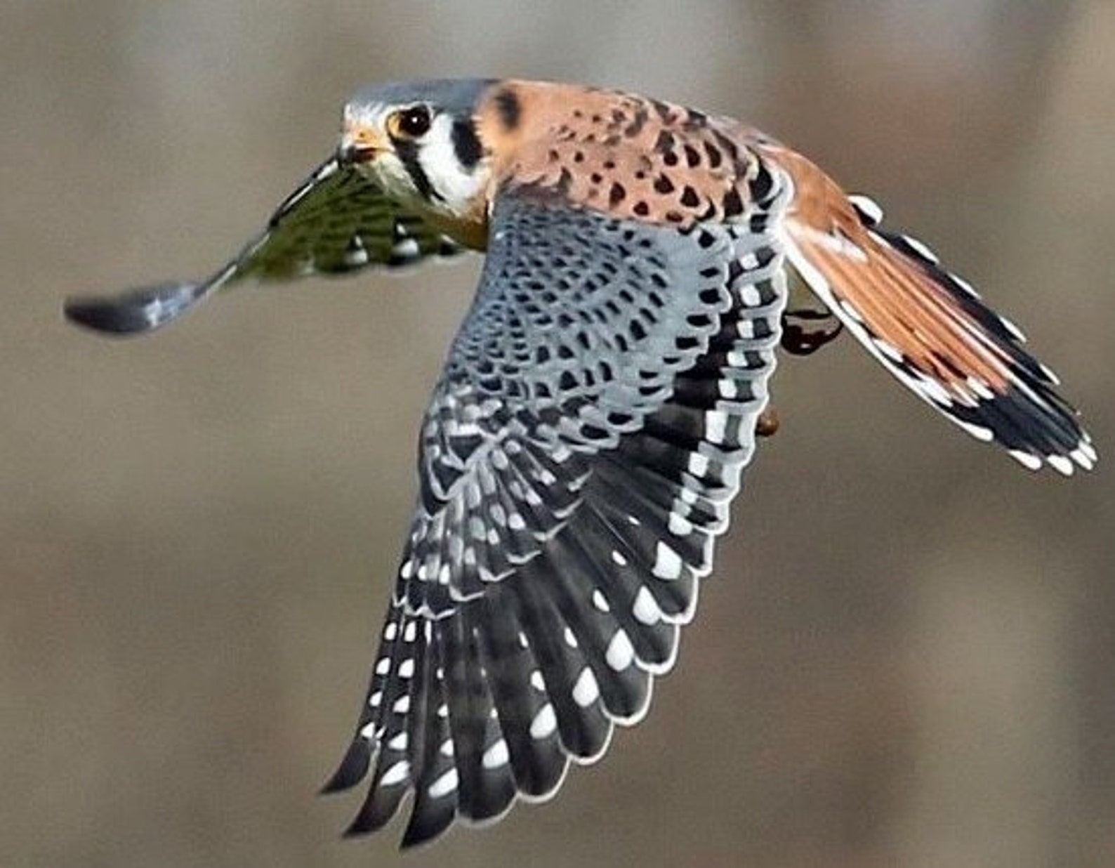 New Kestrel Hawk Pendant - Etsy