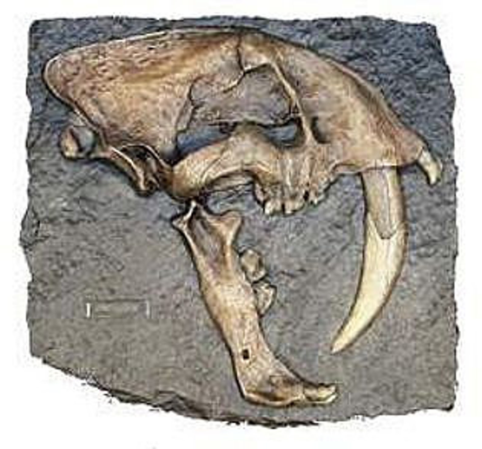 New.. Smilodon Skull Fossil Pendant | Etsy