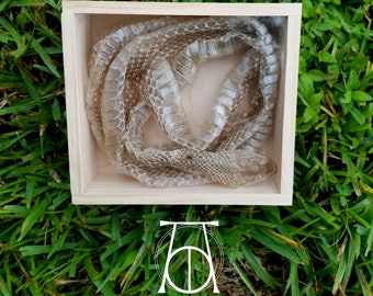 Wooden bug box | Etsy