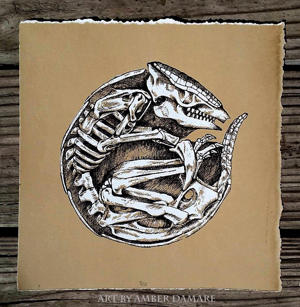 Armadillo Skeleton Diagram