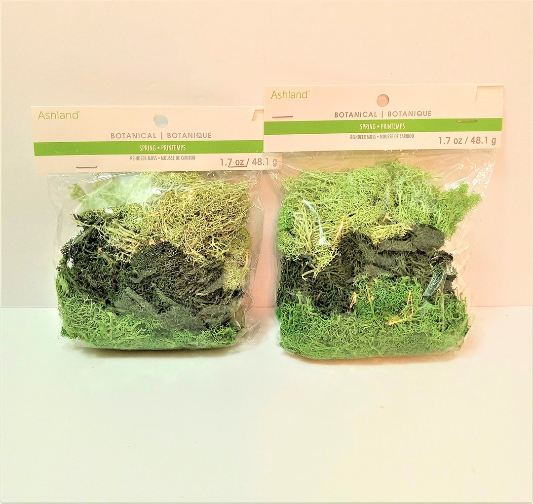 Reindeer Moss,moss,green Reindeer Moss,green Moss,crafting Moss,moss ...