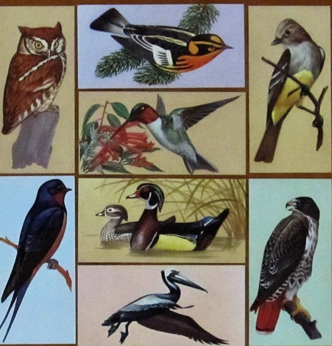 21 Vintage BIRD Flash Cards Whooping Crane, Swallow, Owl 1960's Mcgraw ...