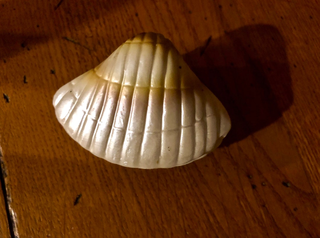 Vintage Porcelain Trinket Box/ No Markings/ Porcelain Clamshell Trinket ...