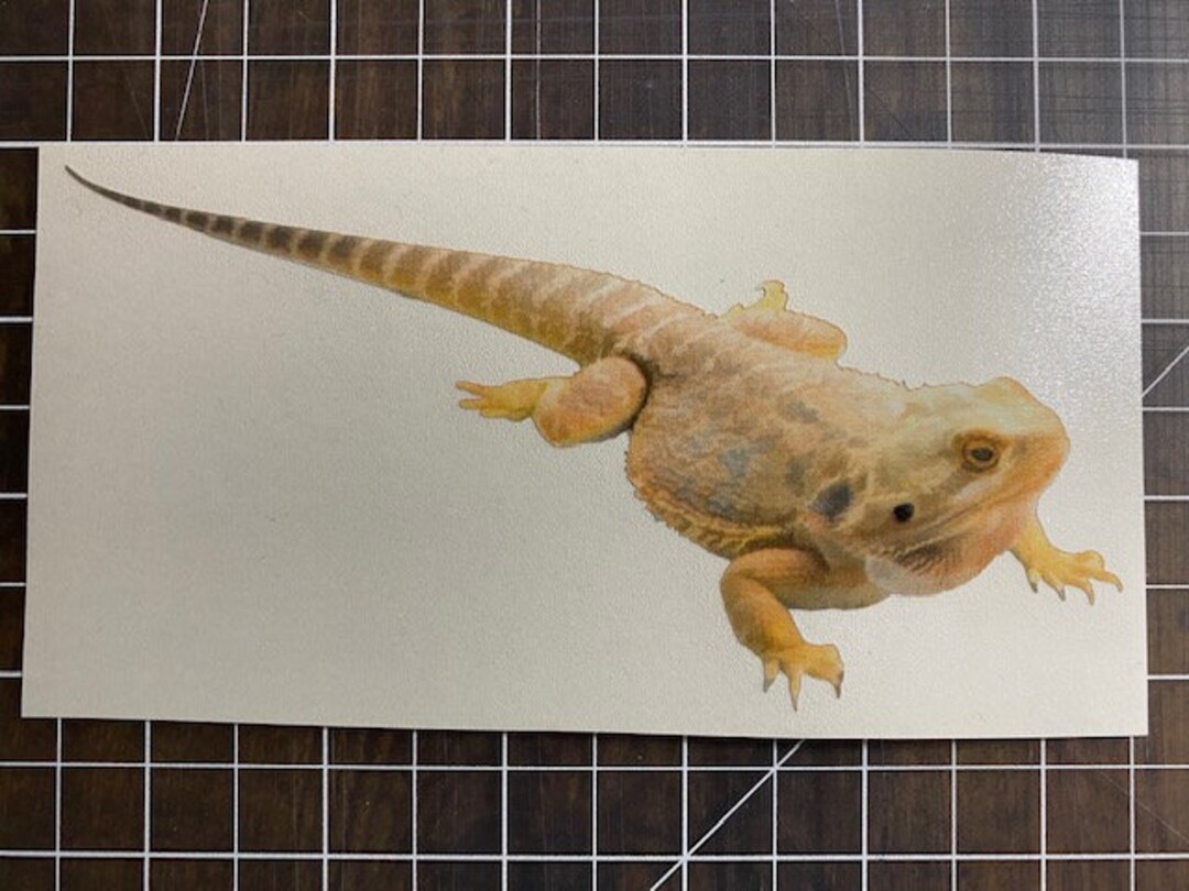 Bearded Dragon Decal/sticker 3X6 - Etsy