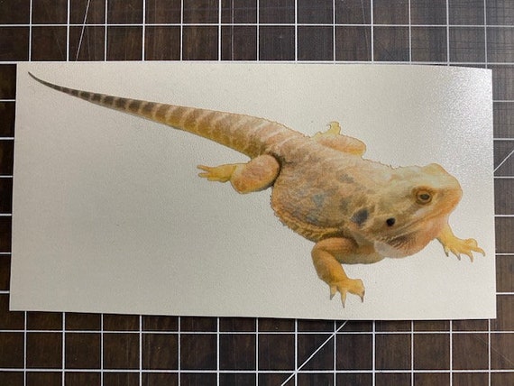 Bearded Dragon Decal/sticker 3X6 - Etsy