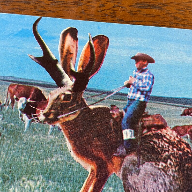 Vintage Jackalope & Cowboy Color Postcard - Etsy