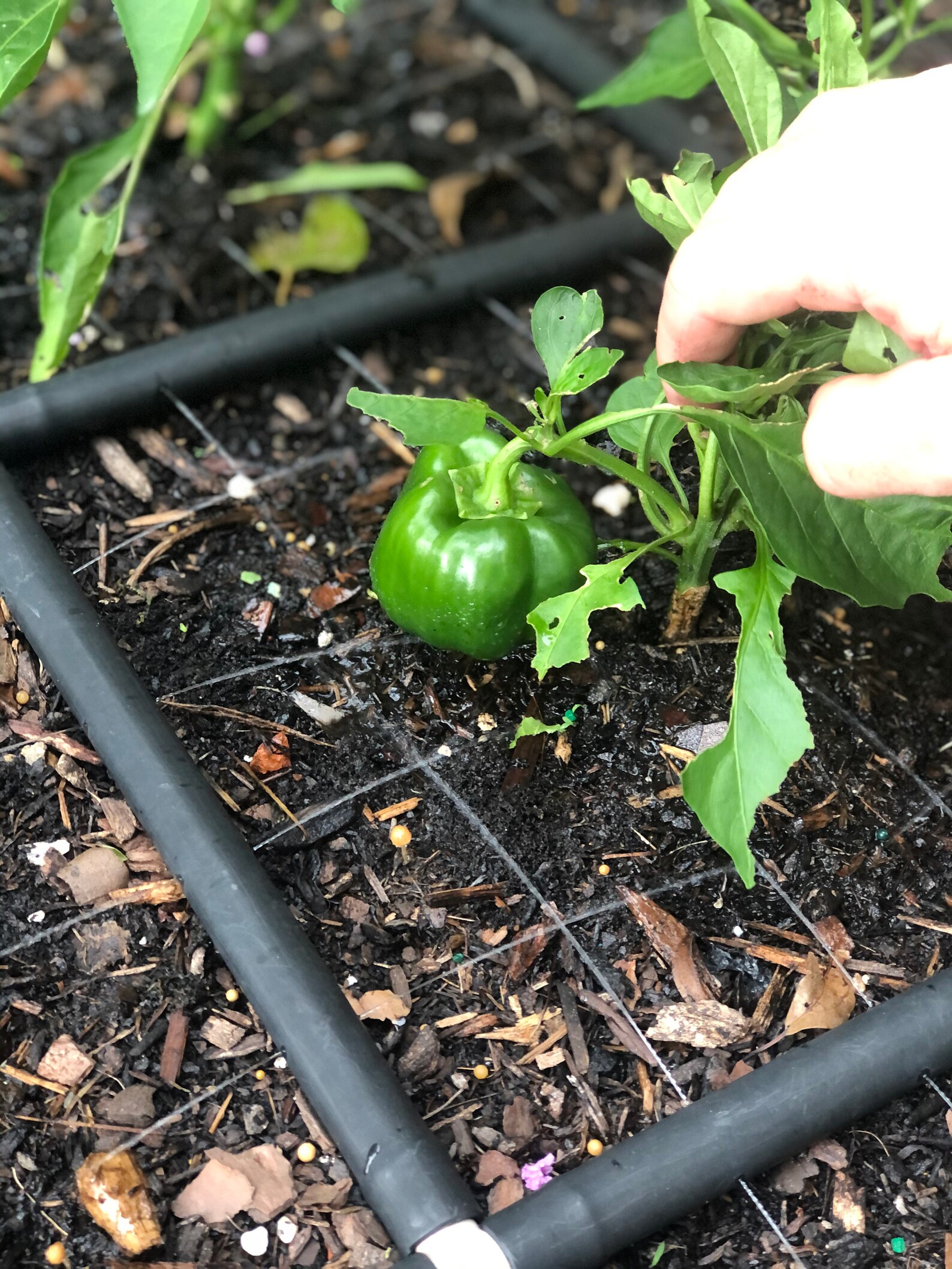 1x8 Garden Grid™ Watering System Garden Irrigation System & | Etsy