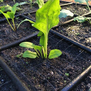 1x8 Garden Grid™ Watering System Garden Irrigation System & Plant ...