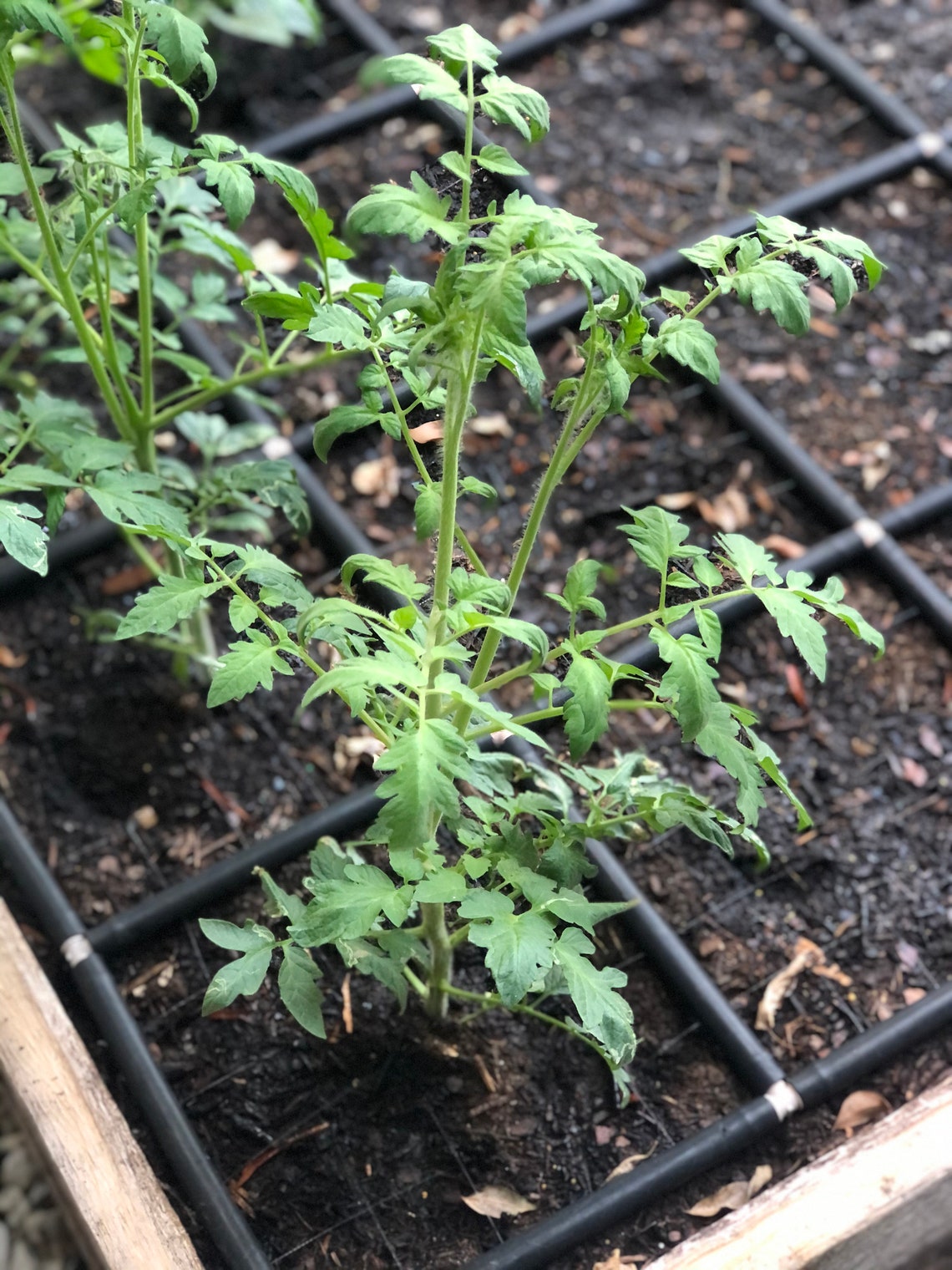 1x8 Garden Grid™ Watering System Garden Irrigation System & | Etsy