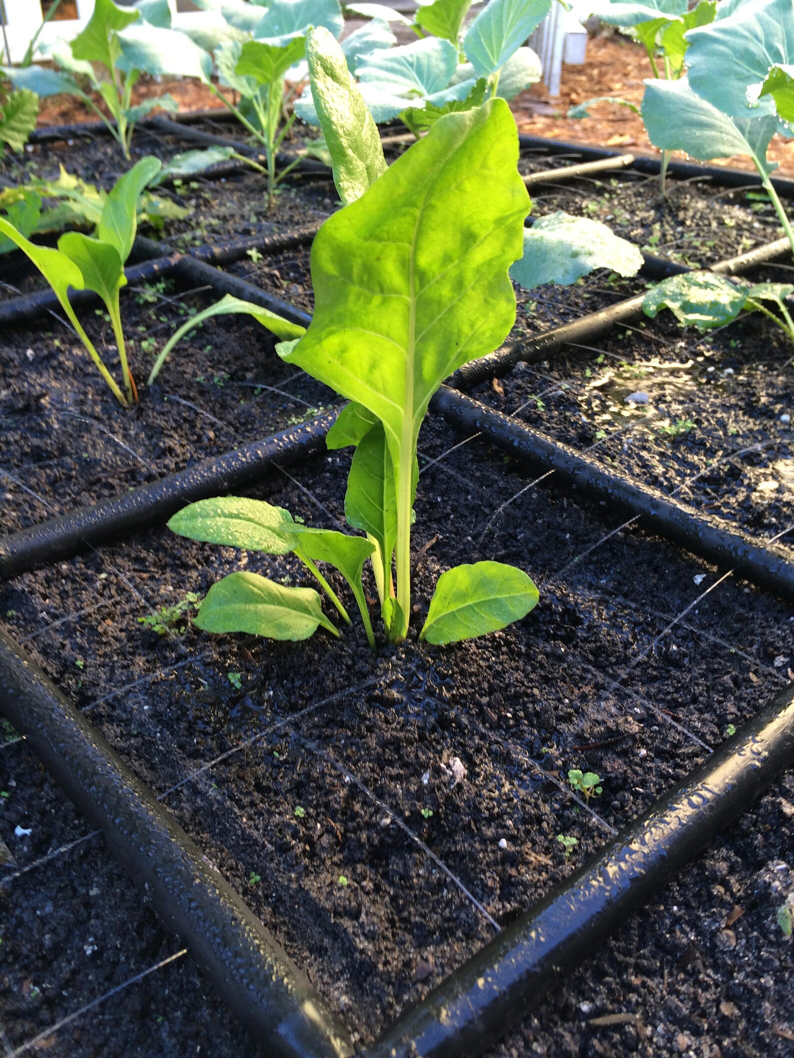 2x2 Garden Grid Watering System Garden Irrigation System and | Etsy