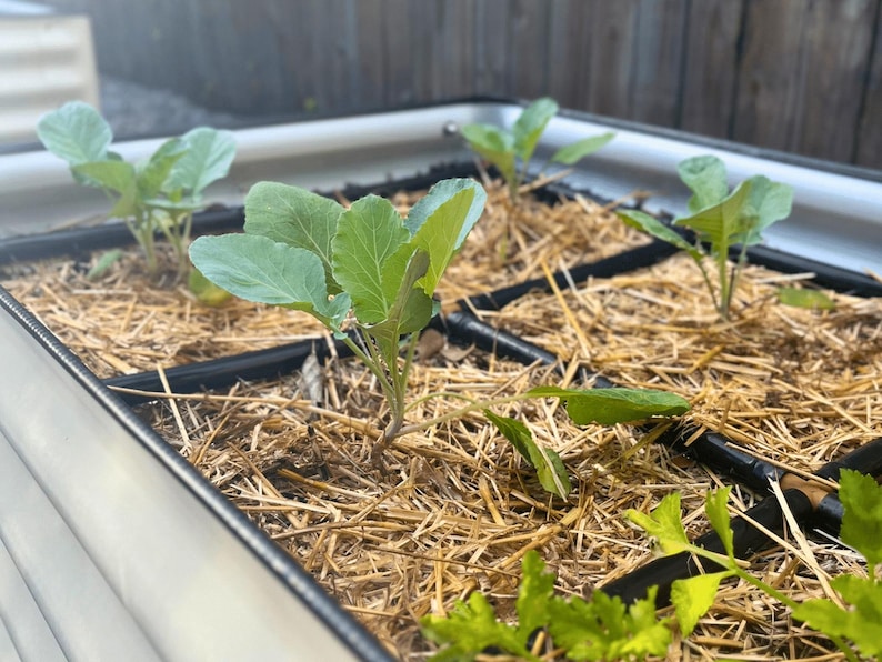 2x4 Garden Grid™ Watering System - Etsy
