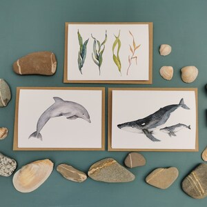 Pack of 6 Greetings Card, Marine Mammal Cards, Whale Illustrations ...