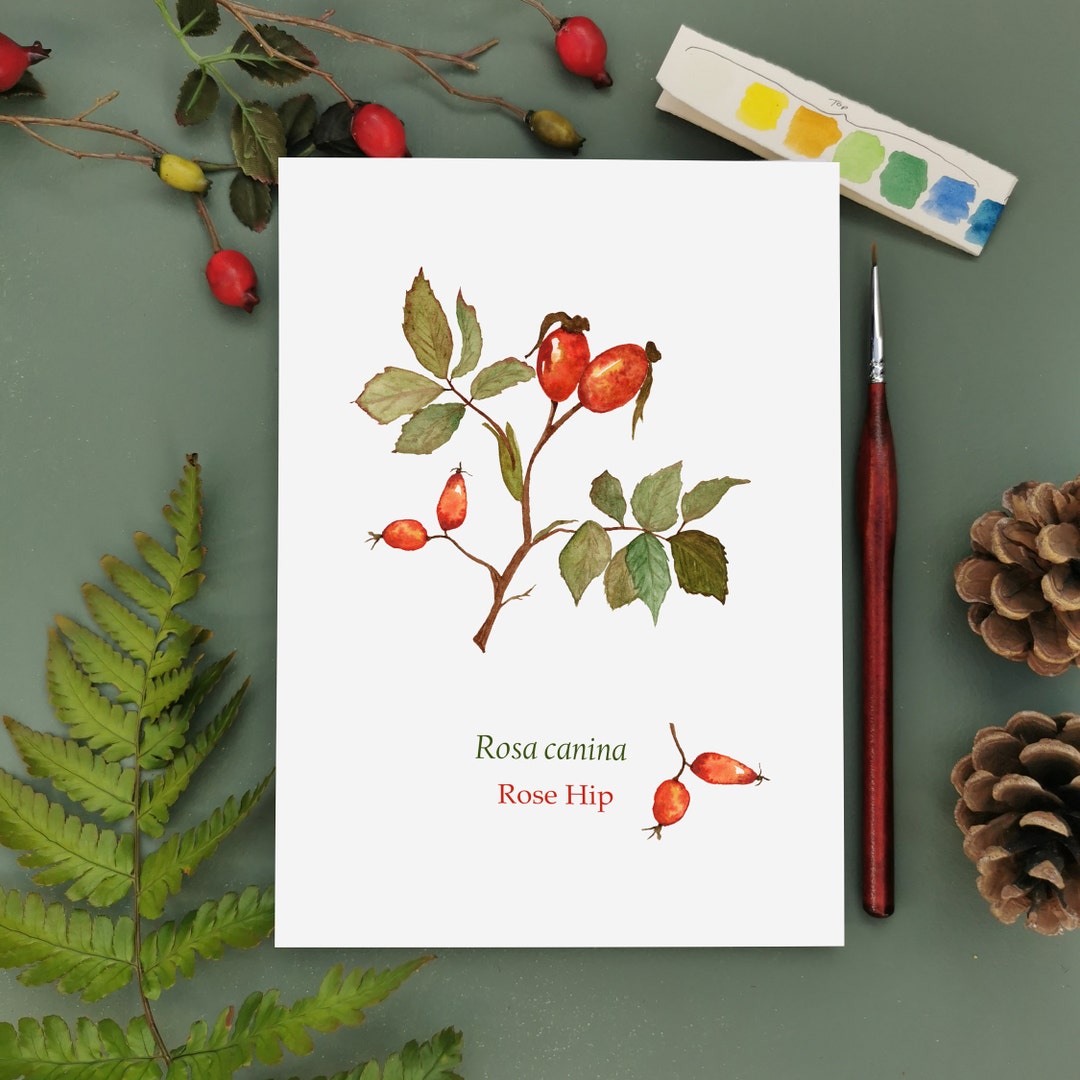 Watercolour Rosehip Illustrated Print, Rose Hip Art Print, Autumnal ...