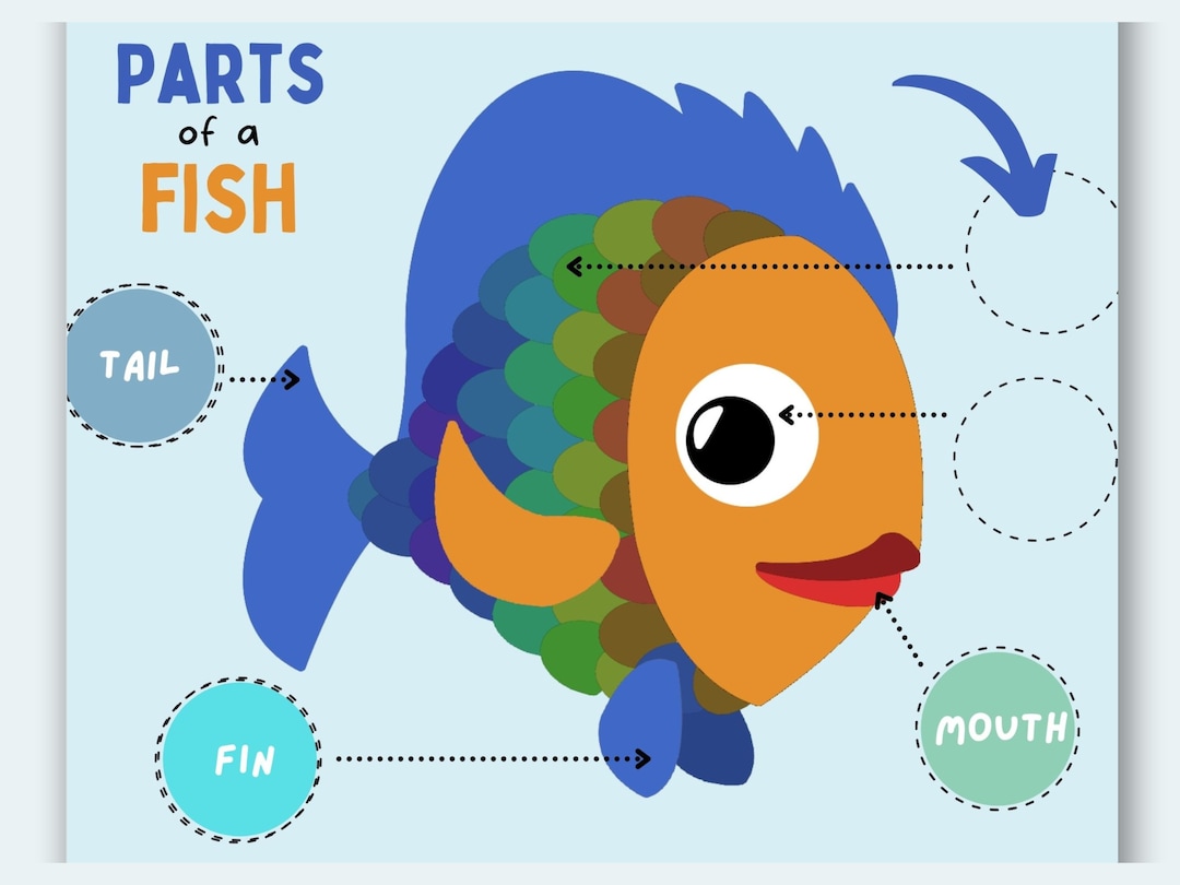 Parts of a Fish Kids' Activity (digital PDF Download) - Etsy