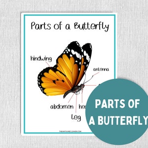 Butterfly Printable Worksheets for Kids - Educational Activities ...