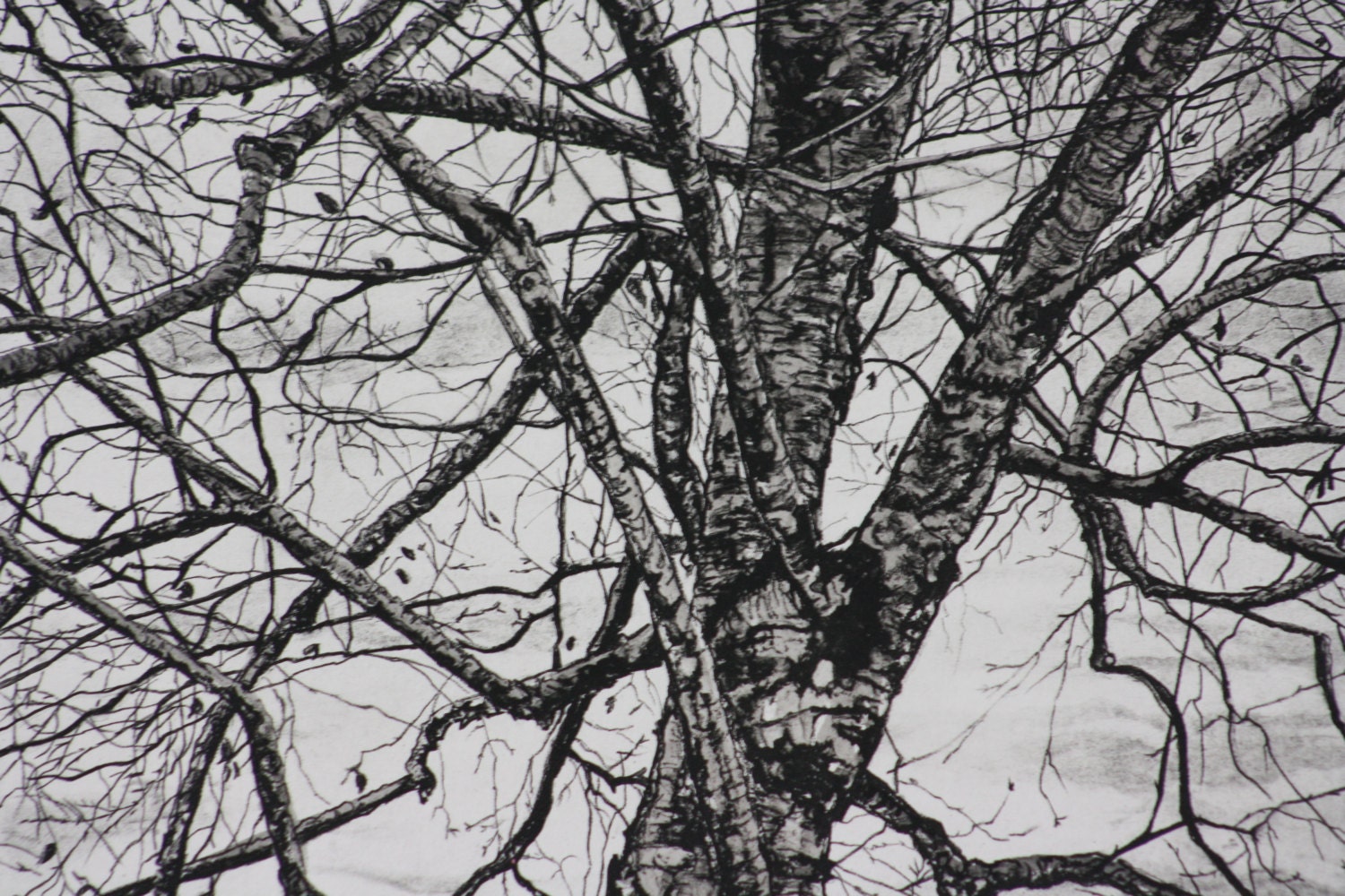 Branches 10 X 8 Solarplate Etching - Etsy