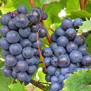 Black Monukka Seedless Grape, Live Potted Grape Plant, 1-2 Years Old ...