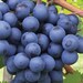 Steuben Grape, Live Potted Seedless Grape Plant, 2 Year Old. - Etsy