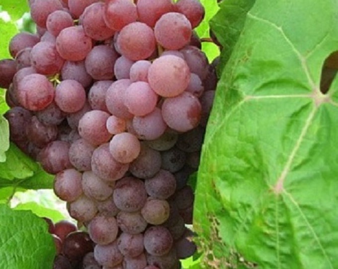 Suffolk Red Live Potted Seedless Grape Plant 1-2 Years Old - Etsy