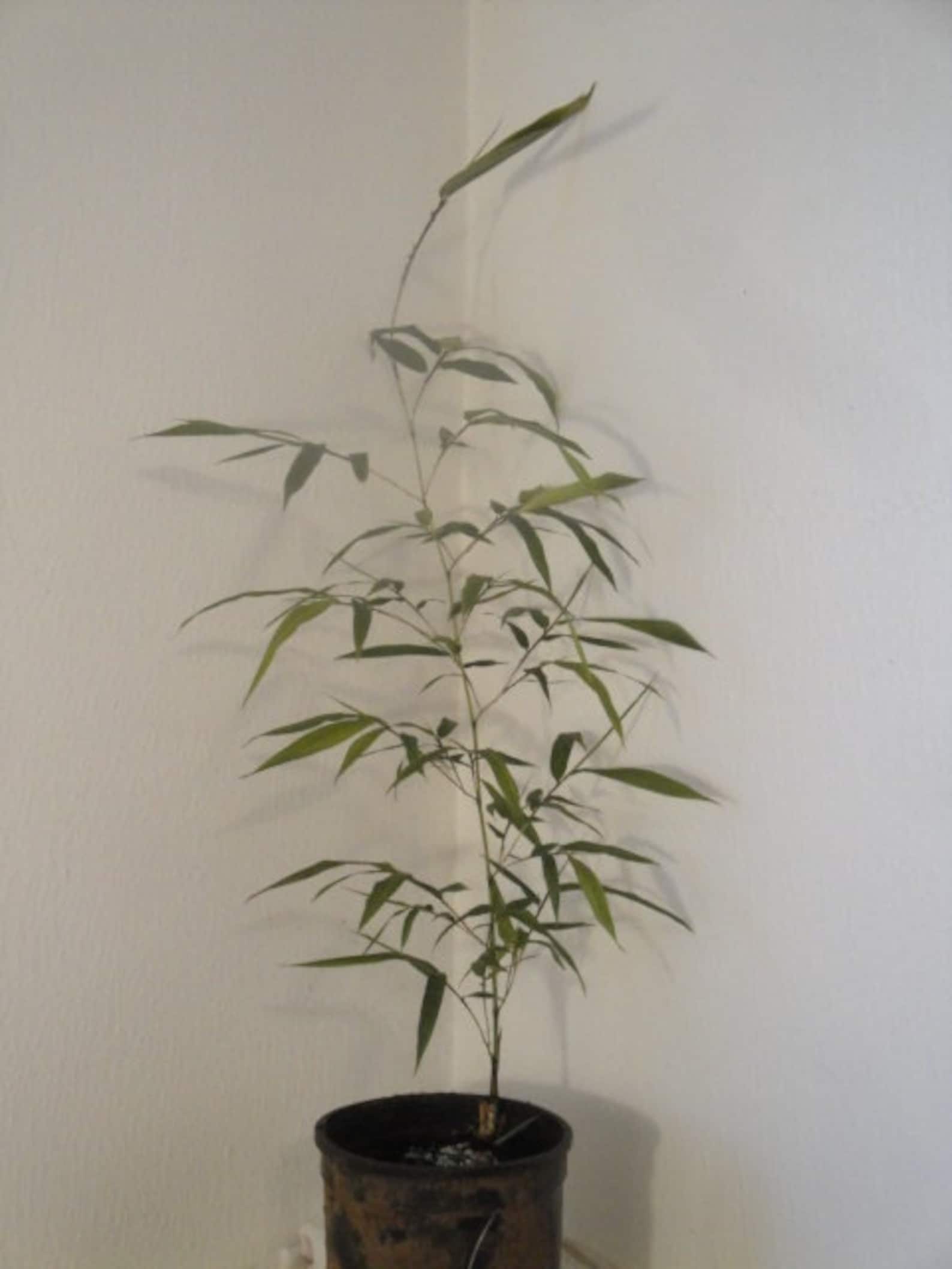 Phyllostachys Rubromarginata, Giant Timber Red Margin Live Bamboo Plant ...