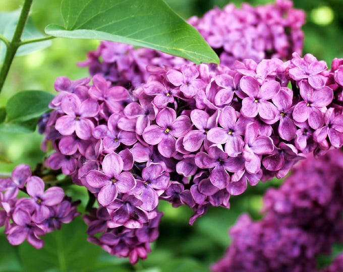 Charles Joly French Lilac (syringa) Live Plant - Etsy