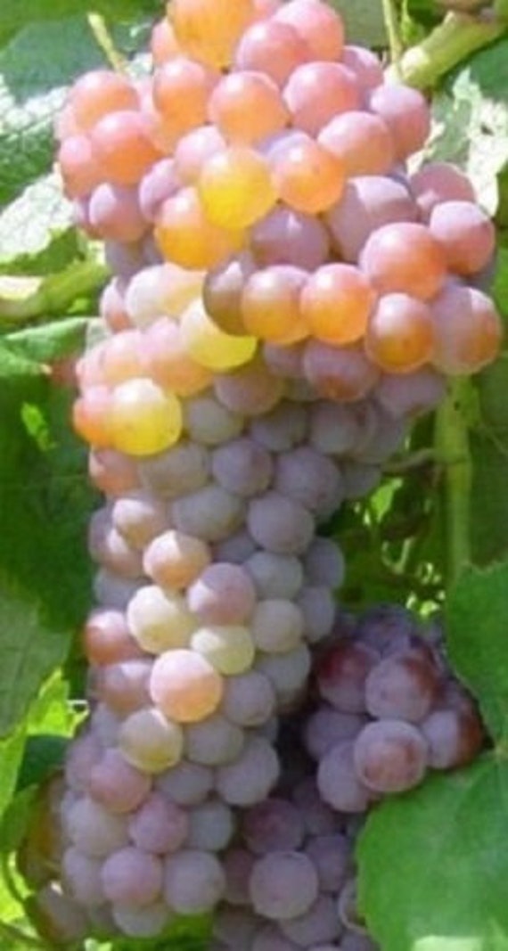 Canadice Seedless Grape Live Potted Plant 1-2 Years Old. - Etsy